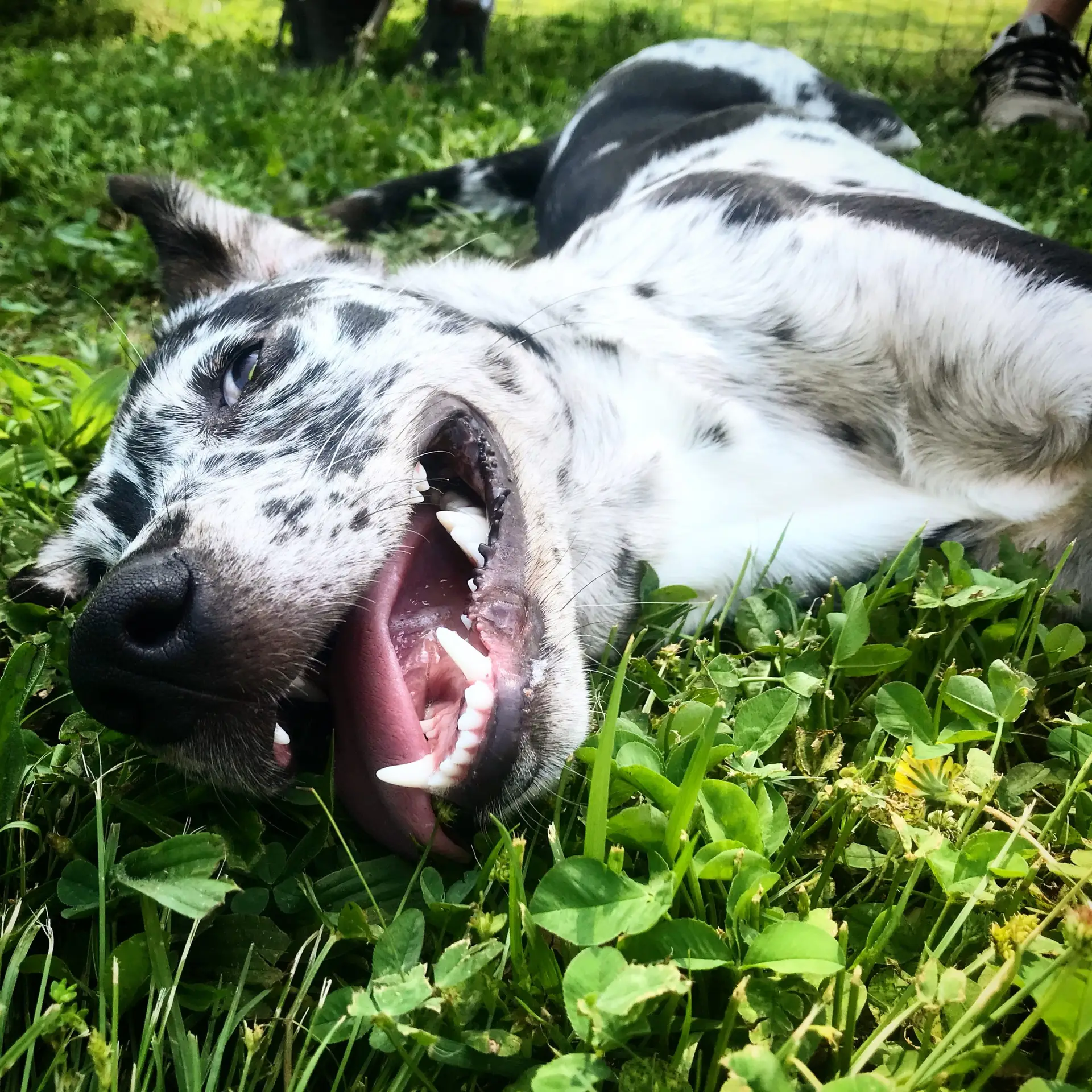 Enriching Your Dog's Life - Five Freckle K9