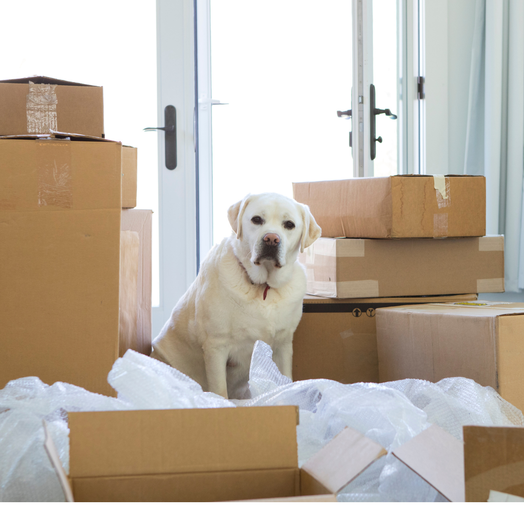 The "Stress Bucket" - Five Freckle K9